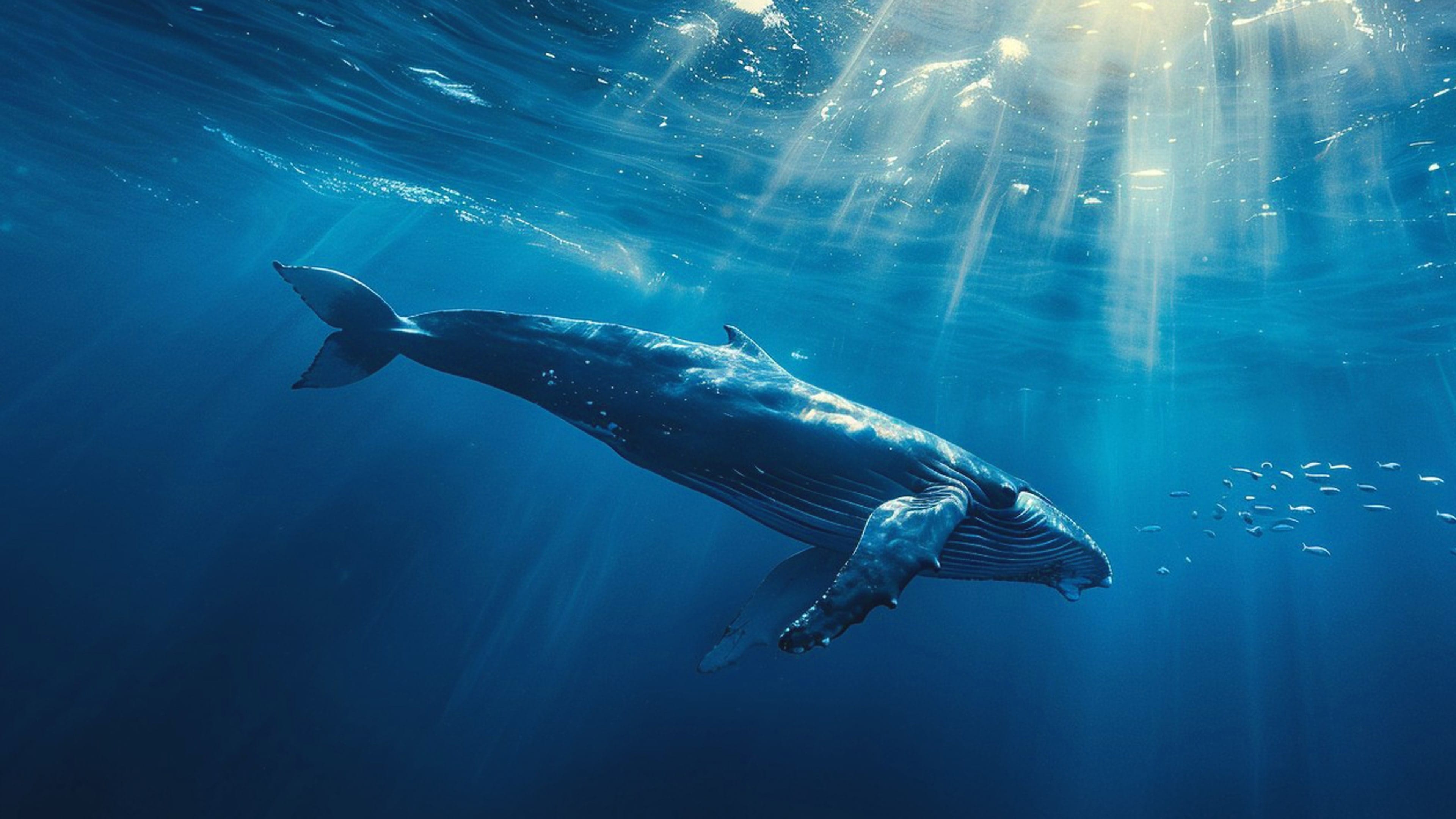 Sign-up for Sounds of the Deep - Royal Scottish National Orchestra